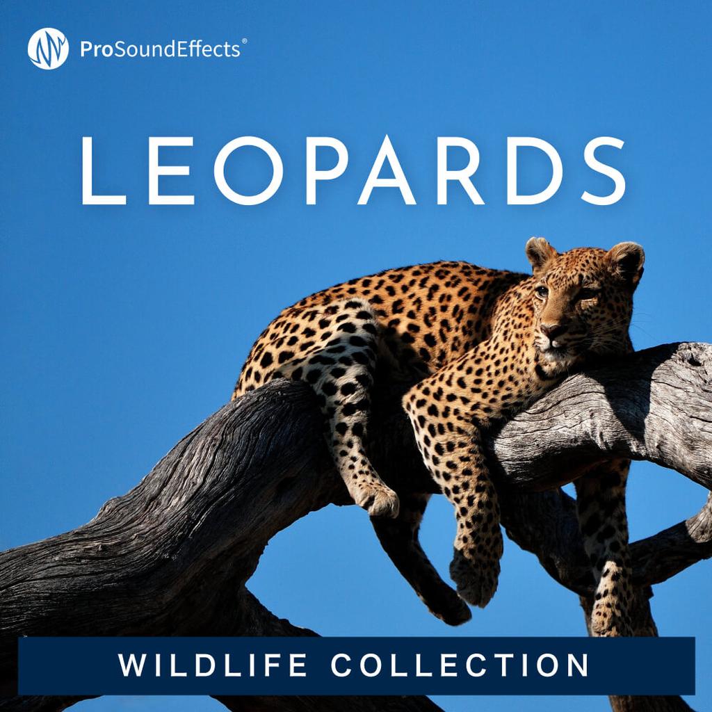 Wildlife Collection: Leopards Sound Effects | Pro Sound Effects